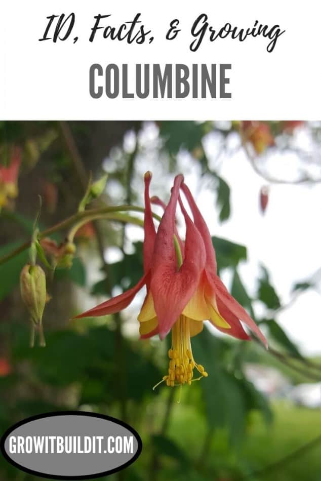 Columbines – How to Grow Eastern Red Columbine, Aquilegia Canadensis ...