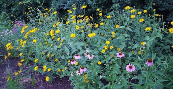 False Sunflower – A complete guide (Heliopsis helianthoides) – GrowIt ...