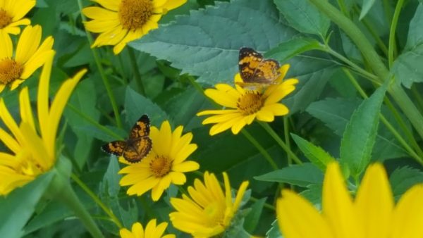 False Sunflower – A complete guide (Heliopsis helianthoides) – GrowIt ...