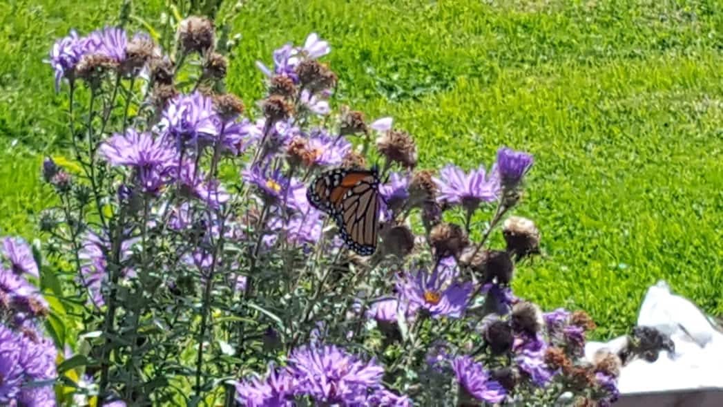 A Beginners Guide To New England Aster – GrowIt BuildIT