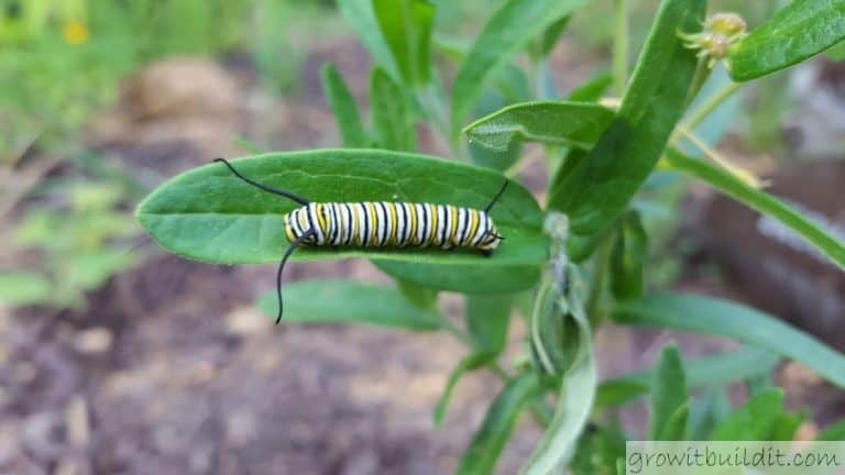 Butterfly Weed 101 – Ultimate Grow & Care Guide! – GrowIt BuildIT