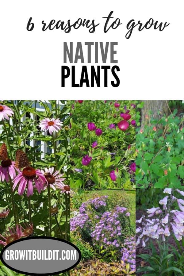 Native Plants – How and Why they help the environment – GrowIt BuildIT