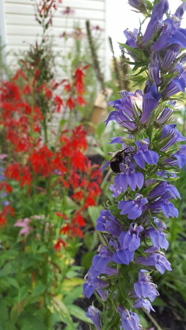 Blue Lobelia – Complete Guide to Lobelia Siphilitica – GrowIt BuildIT