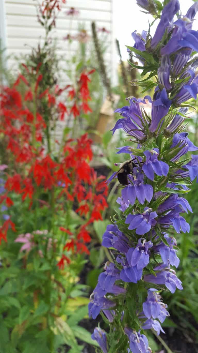 Blue Lobelia – Complete Guide to Lobelia Siphilitica – GrowIt BuildIT