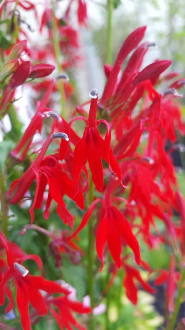 Cardinal Flower – A Beginners Guide – GrowIt BuildIT