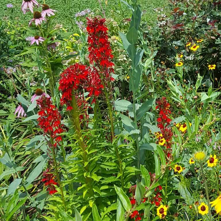 Cardinal Flower – A Beginners Guide – GrowIt BuildIT