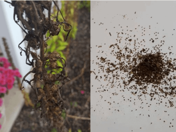 cardinal flower lobelia seeds & stalk n pods – GrowIt BuildIT