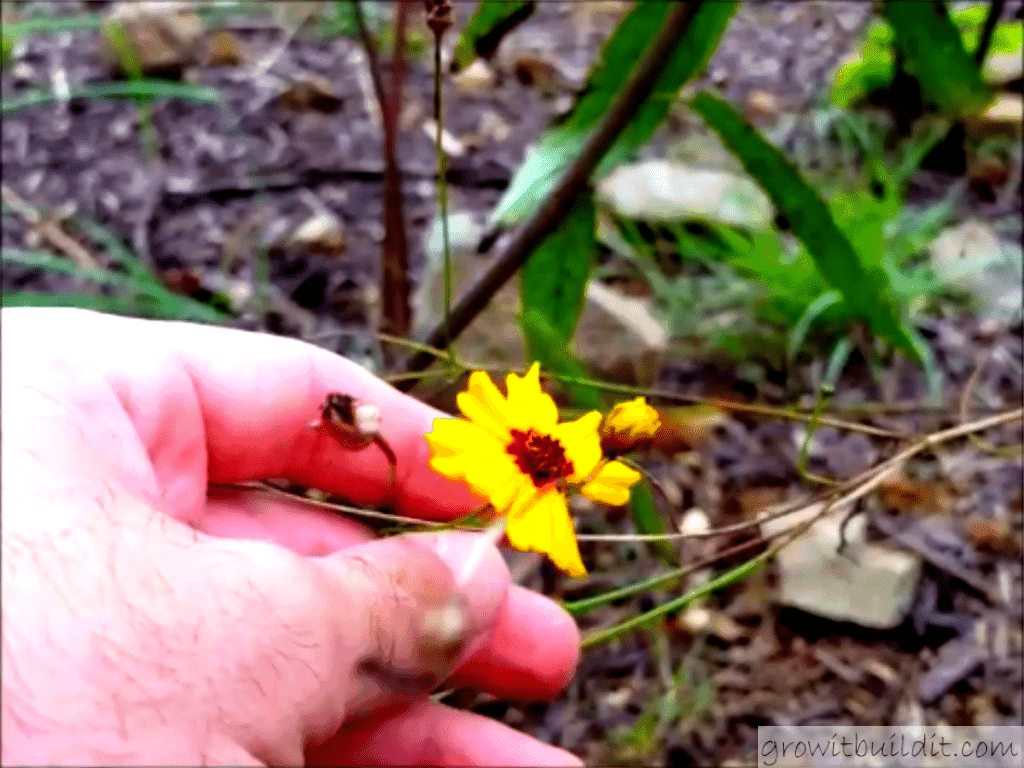 How to Save Coreopsis Seeds – An Illustrated Guide – GrowIt BuildIT