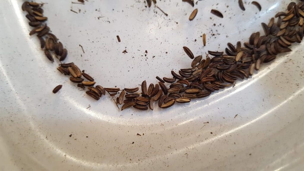 Native Plants – How and Why they help the environment – GrowIt BuildIT