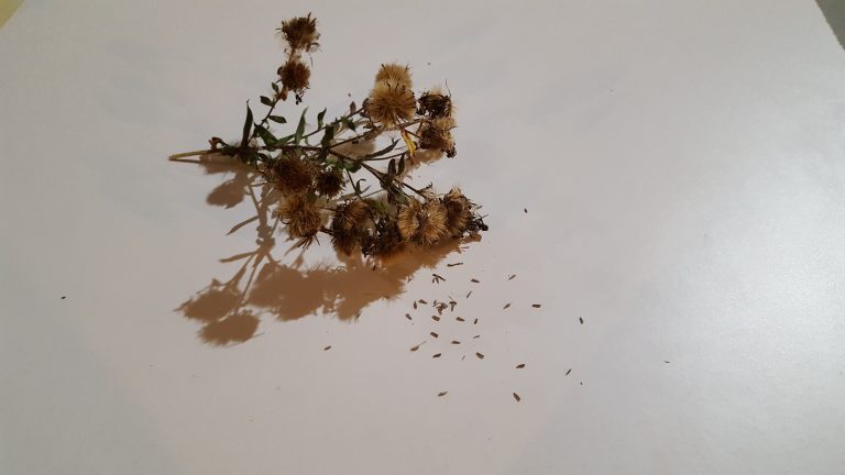 A Beginners Guide To New England Aster – GrowIt BuildIT