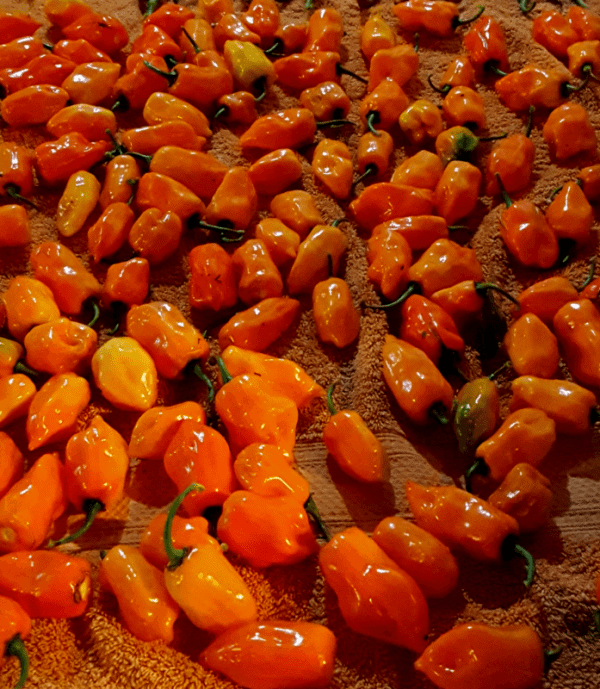 How to remove heat from Peppers (Guide w/ pics) – GrowIt BuildIT
