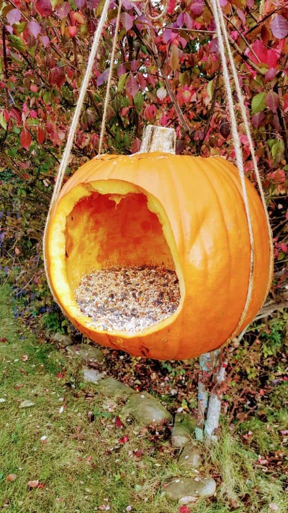 Pumpkin Bird Feeder – 5 Min Craft Project – GrowIt BuildIT