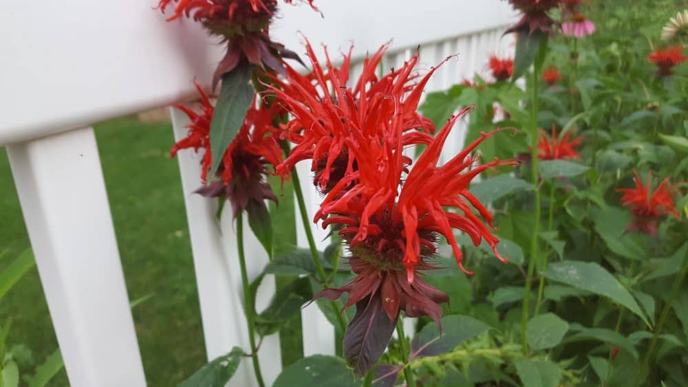Bee Balm - Facts, A Guide on How to Grow and Care for Monarda - Growit ...