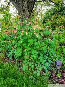 Eastern Red Columbine, A Complete Profile – GrowIt BuildIT