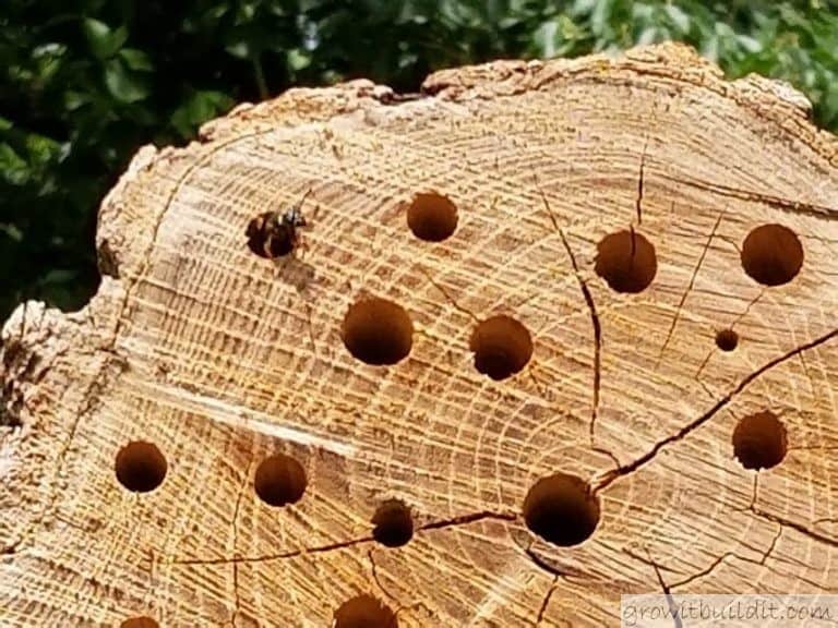 How to Build a Bee Hotel (Guide with Pictures) – GrowIt BuildIT