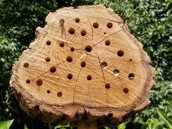 How to Build a Bee Hotel (Guide with Pictures) – GrowIt BuildIT