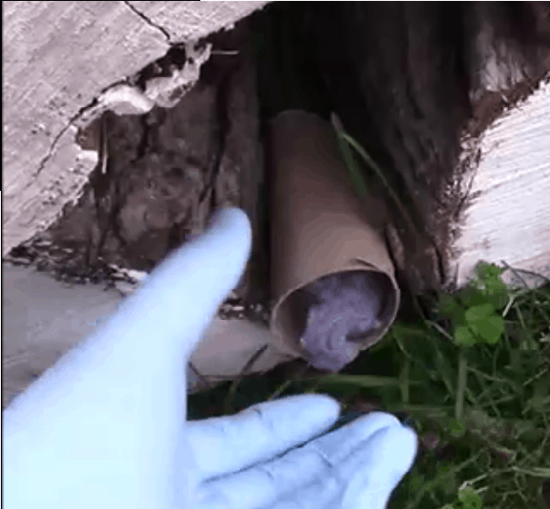 Homemade DIY Tick Tubes – an Illustrated Guide – GrowIt BuildIT