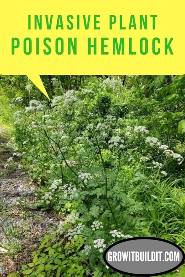 Poison Hemlock, a Deadly Invasive Plant – GrowIt BuildIT