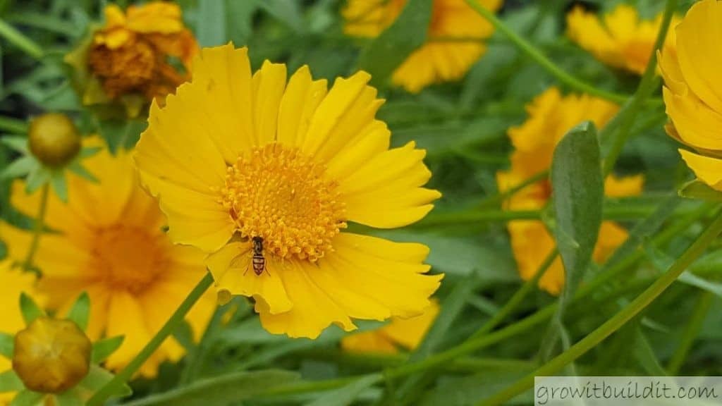 Lanceleaf Coreopsis Grow and Care Guide – GrowIt BuildIT