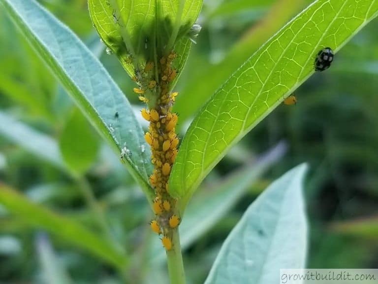 Butterfly Weed 101 – Ultimate Grow & Care Guide! – GrowIt BuildIT