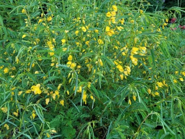 Partridge Pea – Grow and Care Guide – GrowIt BuildIT