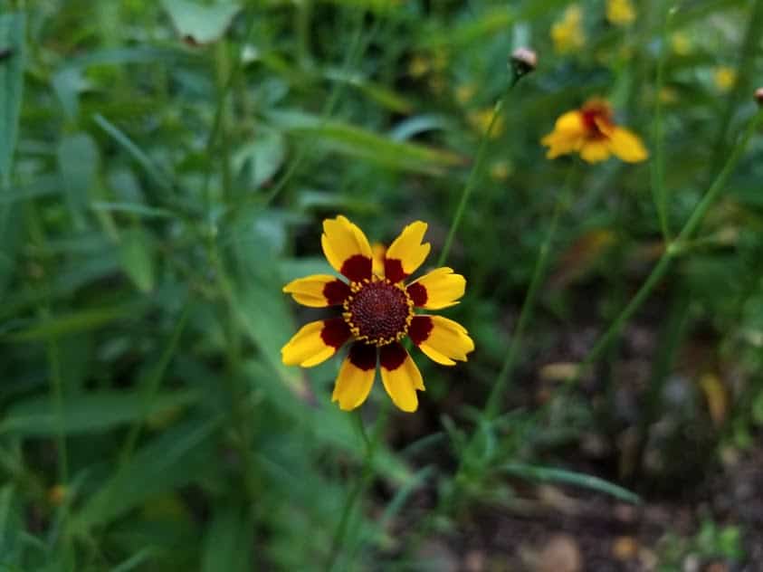 Plains Coreopsis Grow and Care Guide – GrowIt BuildIT