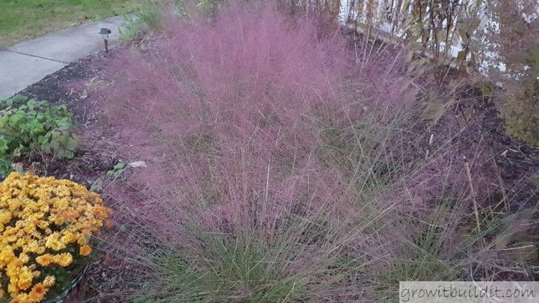 Pink Muhly Grass 101 – Complete Guide to Muhly Grass – GrowIt BuildIT