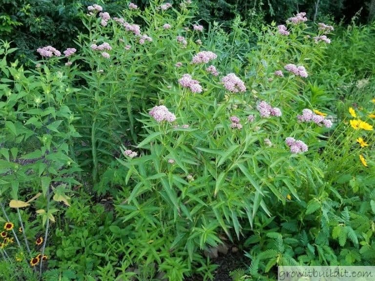 Swamp Milkweed – A Beginners Guide – GrowIt BuildIT