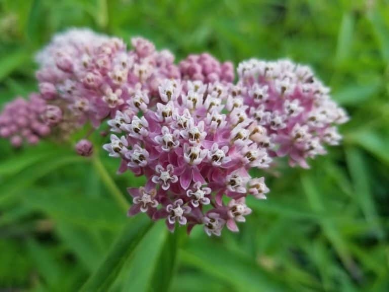 Swamp Milkweed 101 – Guide to Asclepias Incarnata – GrowIt BuildIT
