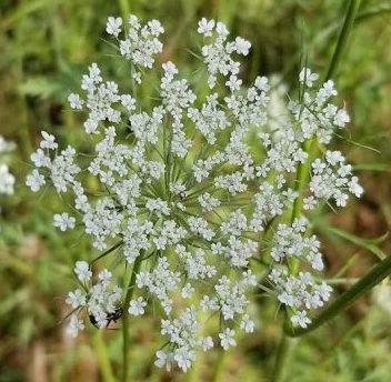 Queen Annes Lace Facts And Identification Growit Buildit