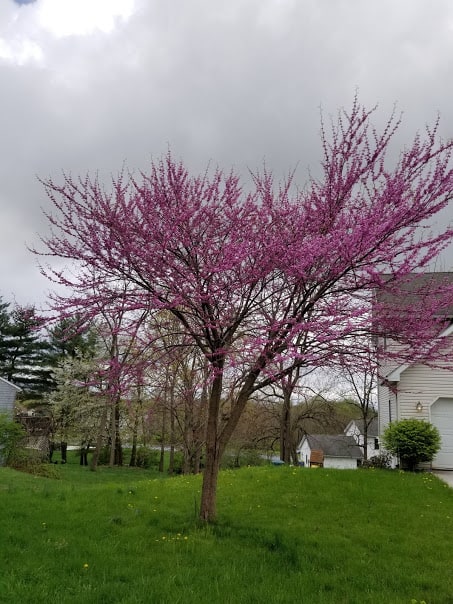 How to save seeds from Eastern Redbud Trees – GrowIt BuildIT