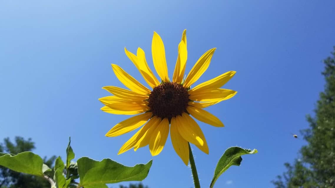 Native Sunflowers, Grow and Care Guide – GrowIt BuildIT