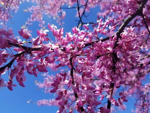 How to Grow Eastern Redbud Tree from Seed – GrowIt BuildIT