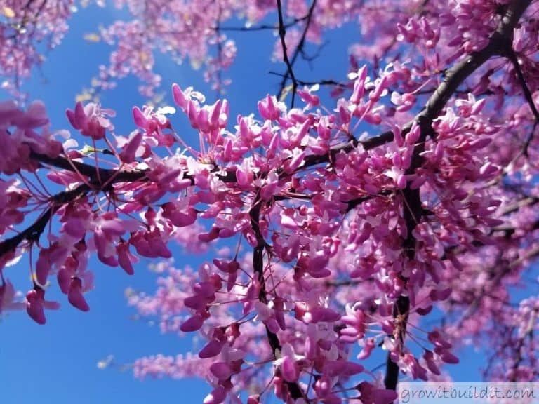 Complete guide to Redbud Tree – What you NEED to know – GrowIt BuildIT