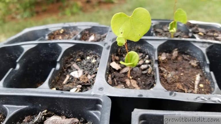 How to Grow Eastern Redbud Tree from Seed – GrowIt BuildIT