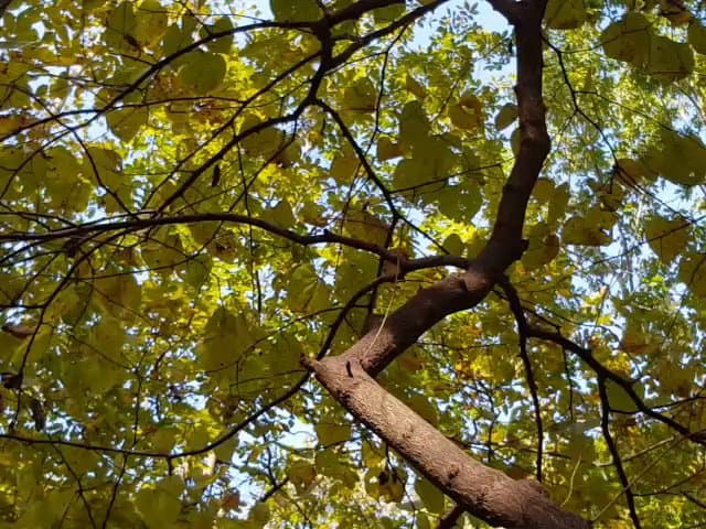 How to save seeds from Eastern Redbud Trees – GrowIt BuildIT