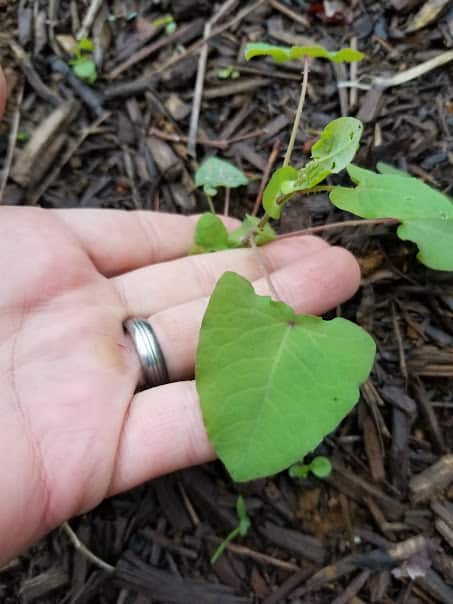 Mile-A-Minute Weed- Facts and How to Control – GrowIt BuildIT