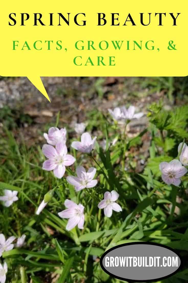 Spring Beauty – Claytonia Virginica – Facts, Grow, Care – GrowIt BuildIT
