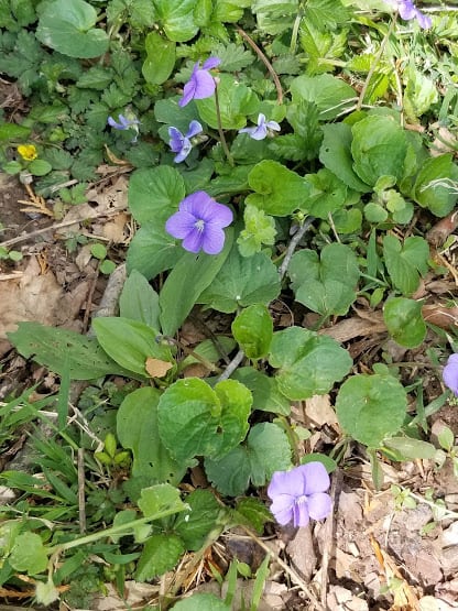 Wild Violet – Overview of Facts, Growing Conditions – GrowIt BuildIT