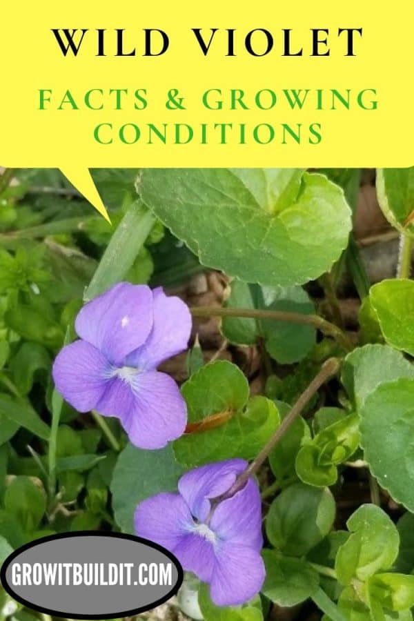 Wild Violet – Overview of Facts, Growing Conditions – GrowIt BuildIT