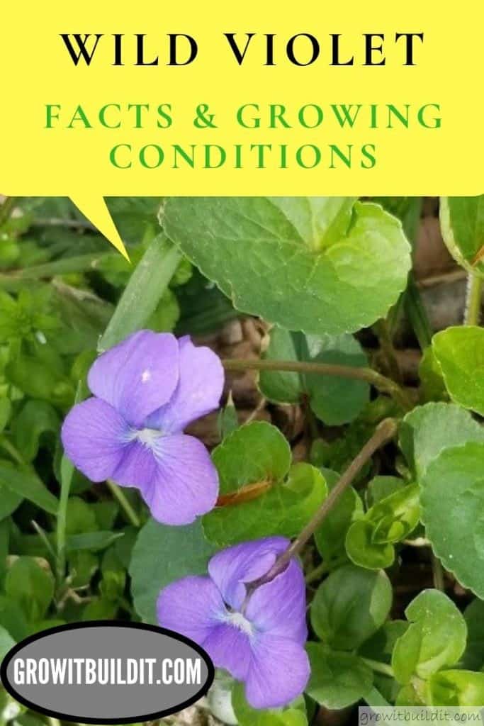 Wild Violet – Overview of Facts, Growing Conditions – GrowIt BuildIT