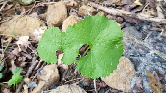 Garlic Mustard – How to Identify and Control – GrowIt BuildIT