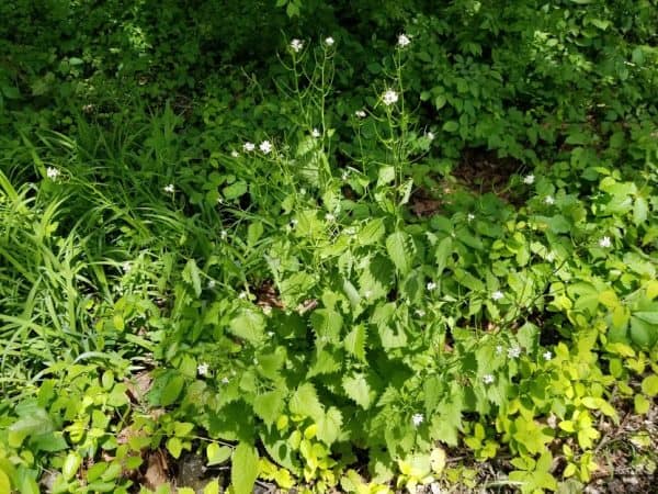Garlic Mustard – How to Identify and Control – GrowIt BuildIT