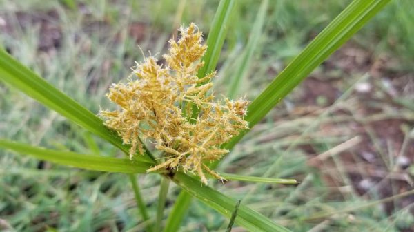 Nutsedge – Identification and Control Guide – GrowIt BuildIT