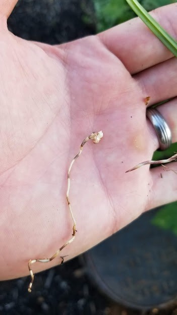 Nutsedge – Identification and Control Guide – GrowIt BuildIT