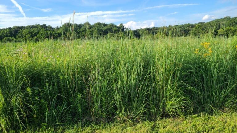 Big Bluestem – A Big Grass With Big Benefits – GrowIt BuildIT