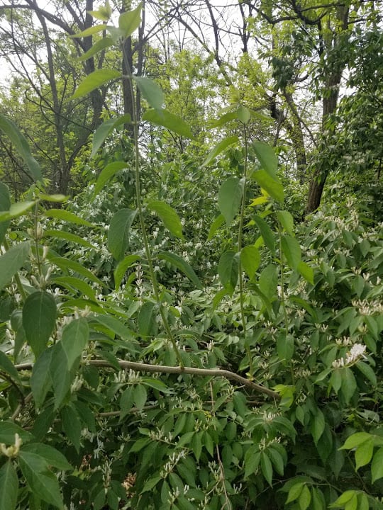 Amur Honeysuckle – Identification and Control – GrowIt BuildIT