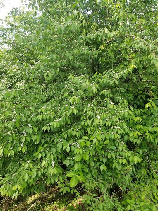 Amur Honeysuckle Tree 101 – Identification and Control – GrowIt BuildIT