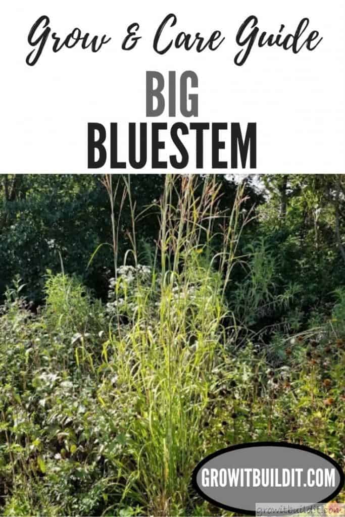 Big Bluestem – Facts, Identification, How to Grow – GrowIt BuildIT