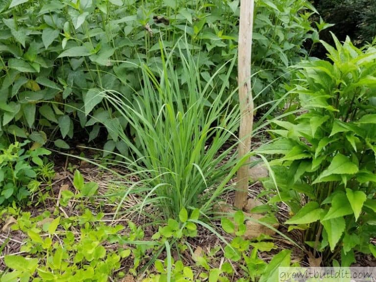 Big Bluestem – A Big Grass With Big Benefits – GrowIt BuildIT